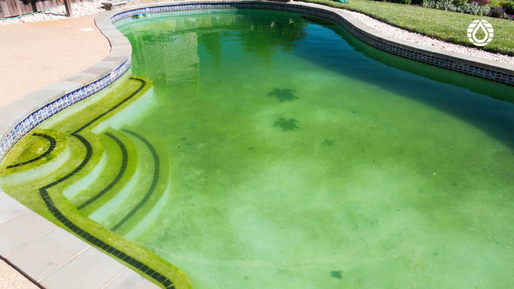 How Dirty Is Too Dirty? 6 Gross Pool Problems You Shouldn’t Ignore ...